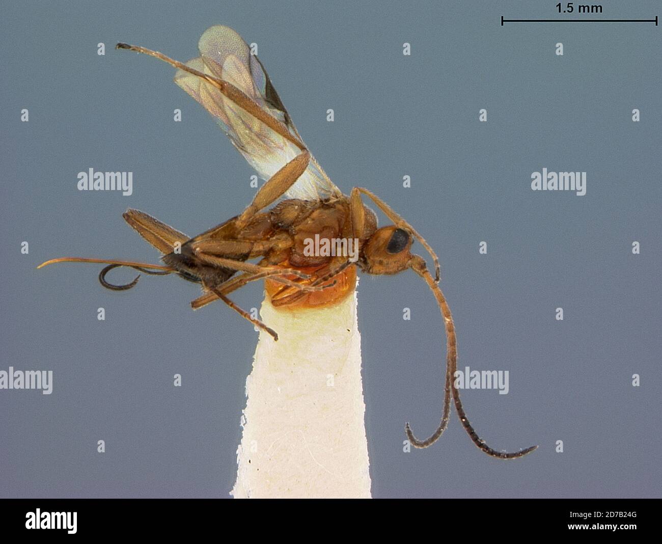 Orgilus cerinus muesebeck hi-res stock photography and images - Alamy