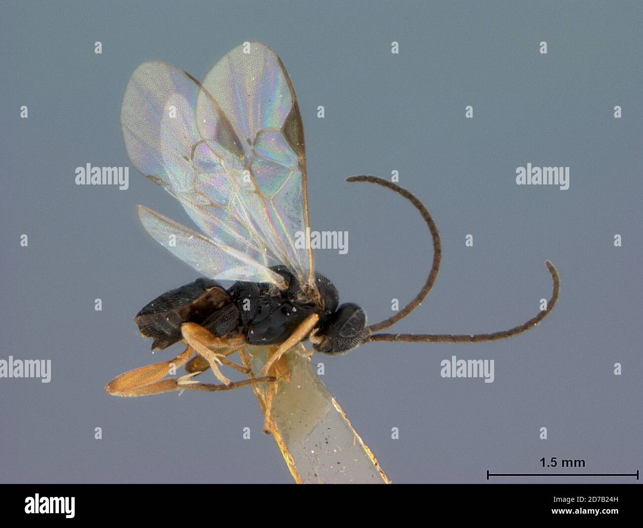 Manchester, Hartford, Connecticut, United States, Apanteles cervrae ...