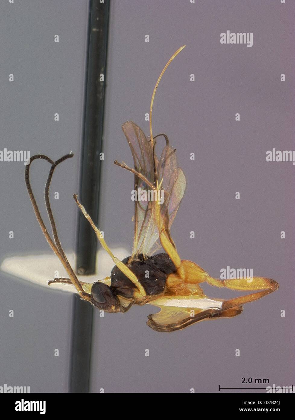 Wolcott new york hi-res stock photography and images - Alamy