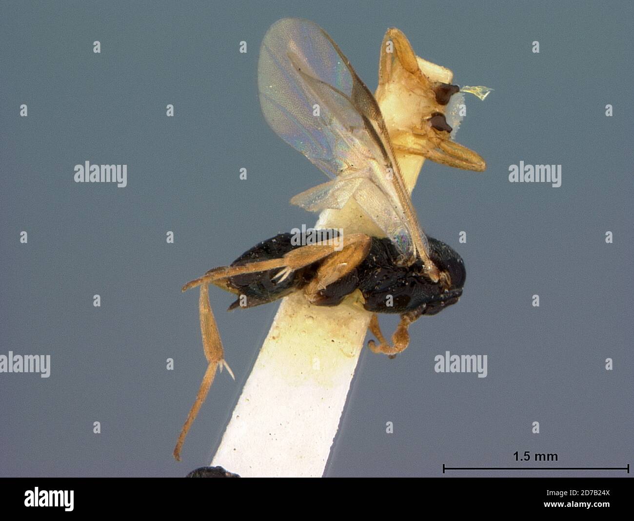 Apanteles hi-res stock photography and images - Alamy