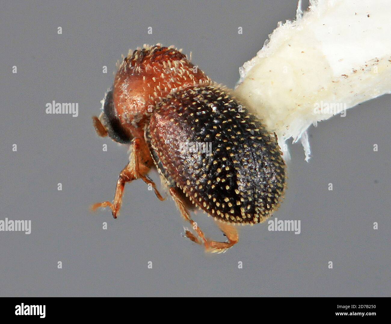 1969 animalia hi-res stock photography and images - Alamy