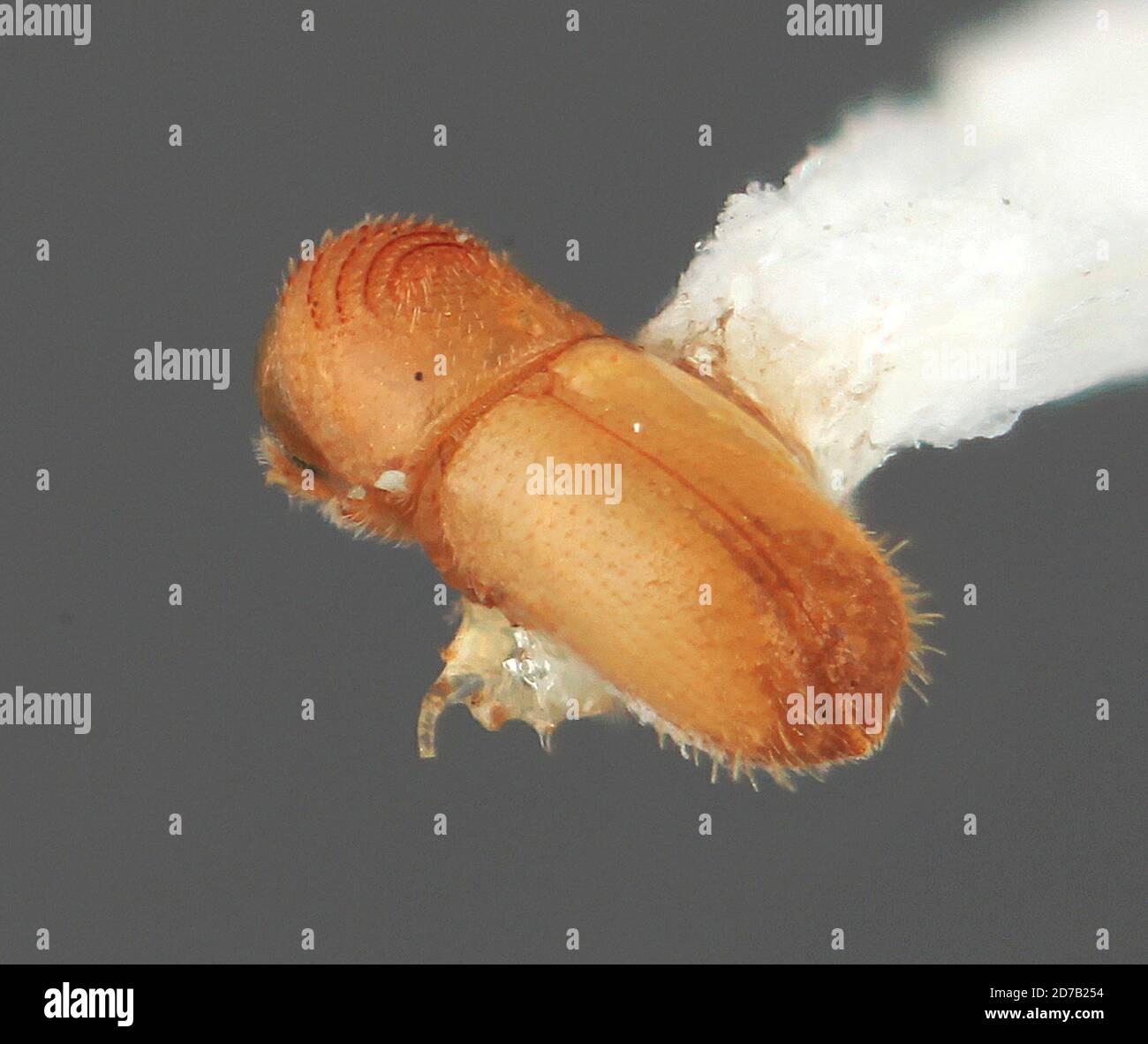 Pinned, Rancho Grande IV-9-1970 1100m S.L. Wood, Aragua, Venezuela ...