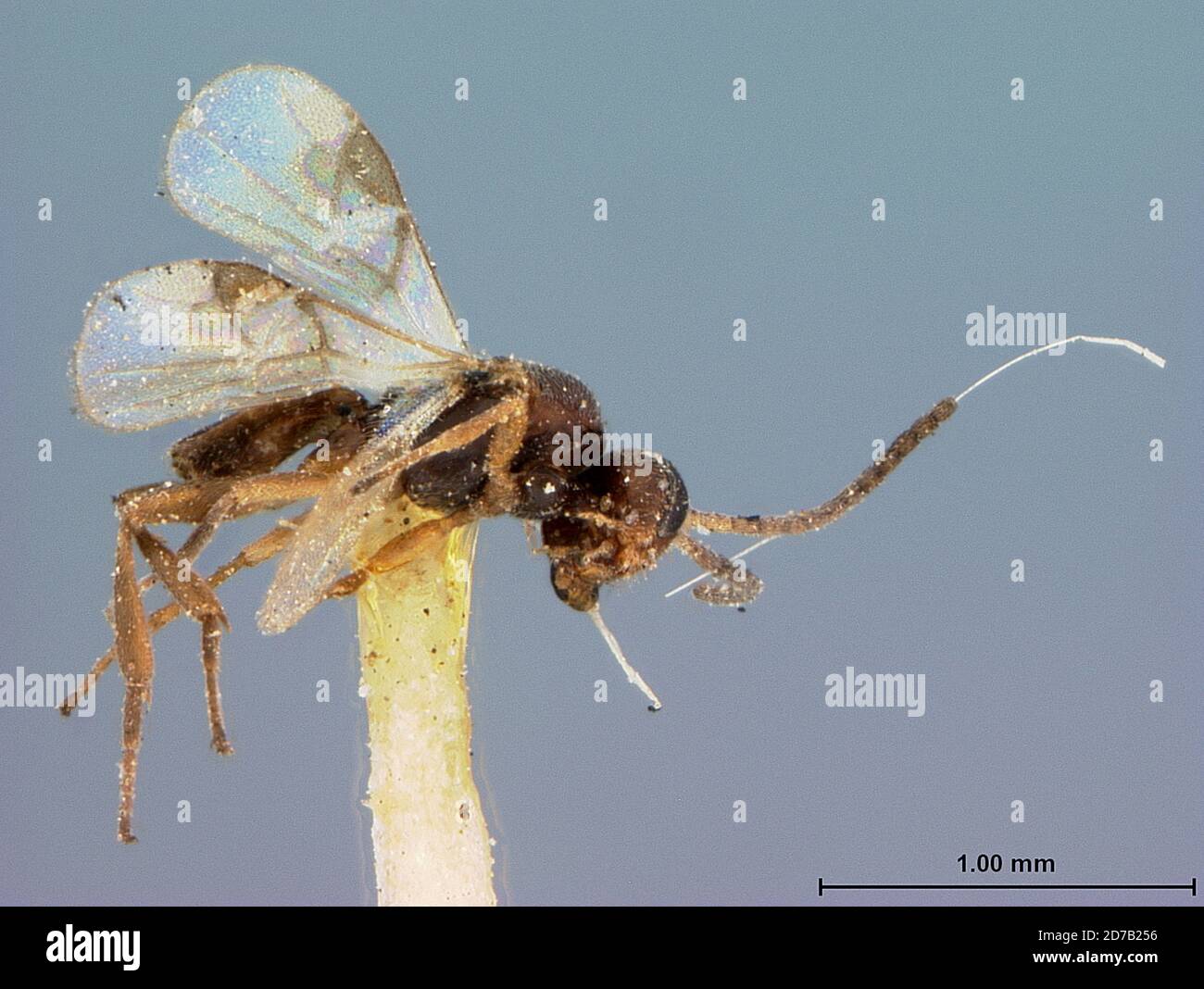 Coloradensis hi-res stock photography and images - Alamy