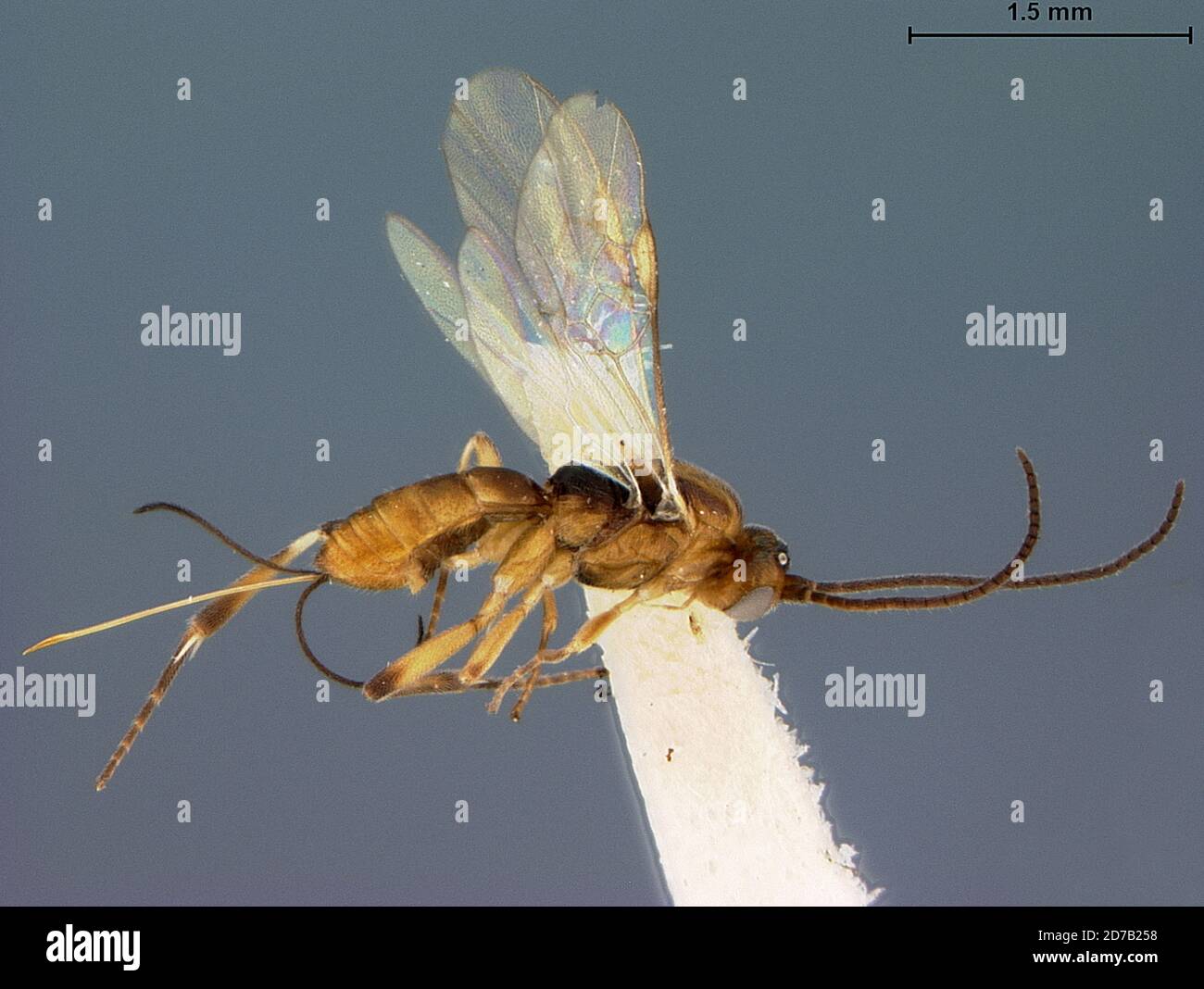 Orgilus capsicola muesebeck hi-res stock photography and images - Alamy