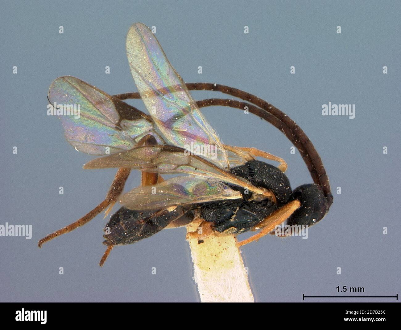 Microplitis coloradensis muesebeck hi-res stock photography and images ...