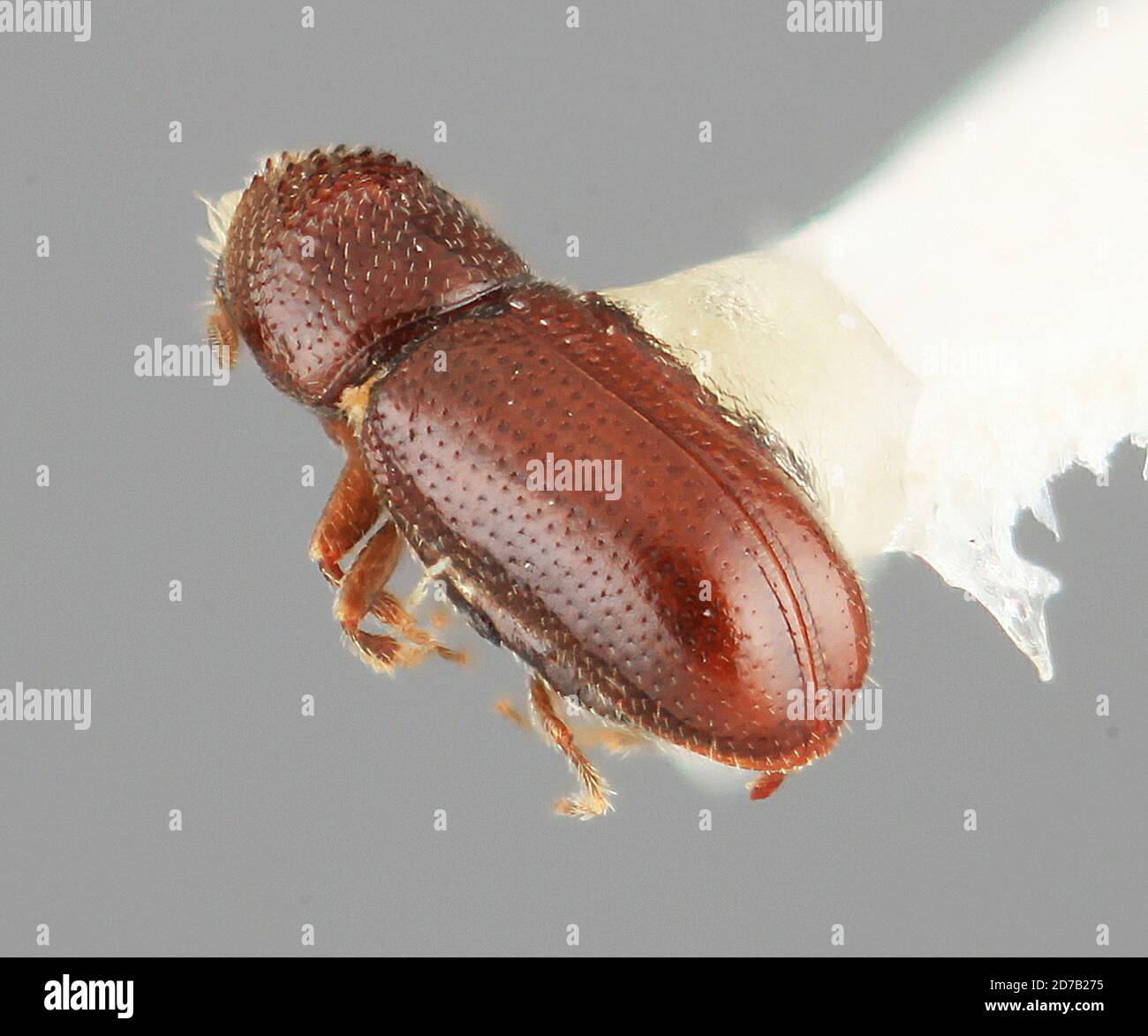 Pinned, McCloud, Siskiyou, California, United States, Pityophthorus ...