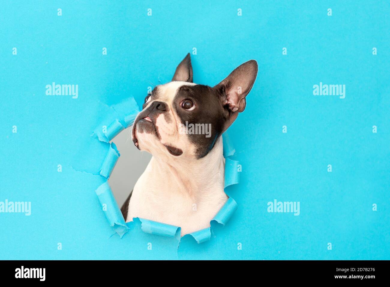 Torn paper face hi-res stock photography and images - Alamy
