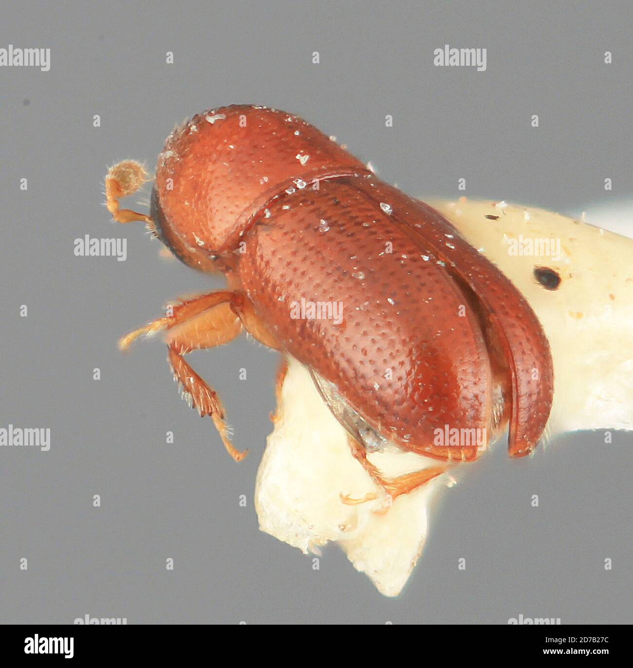 Rio tempisque hi-res stock photography and images - Alamy