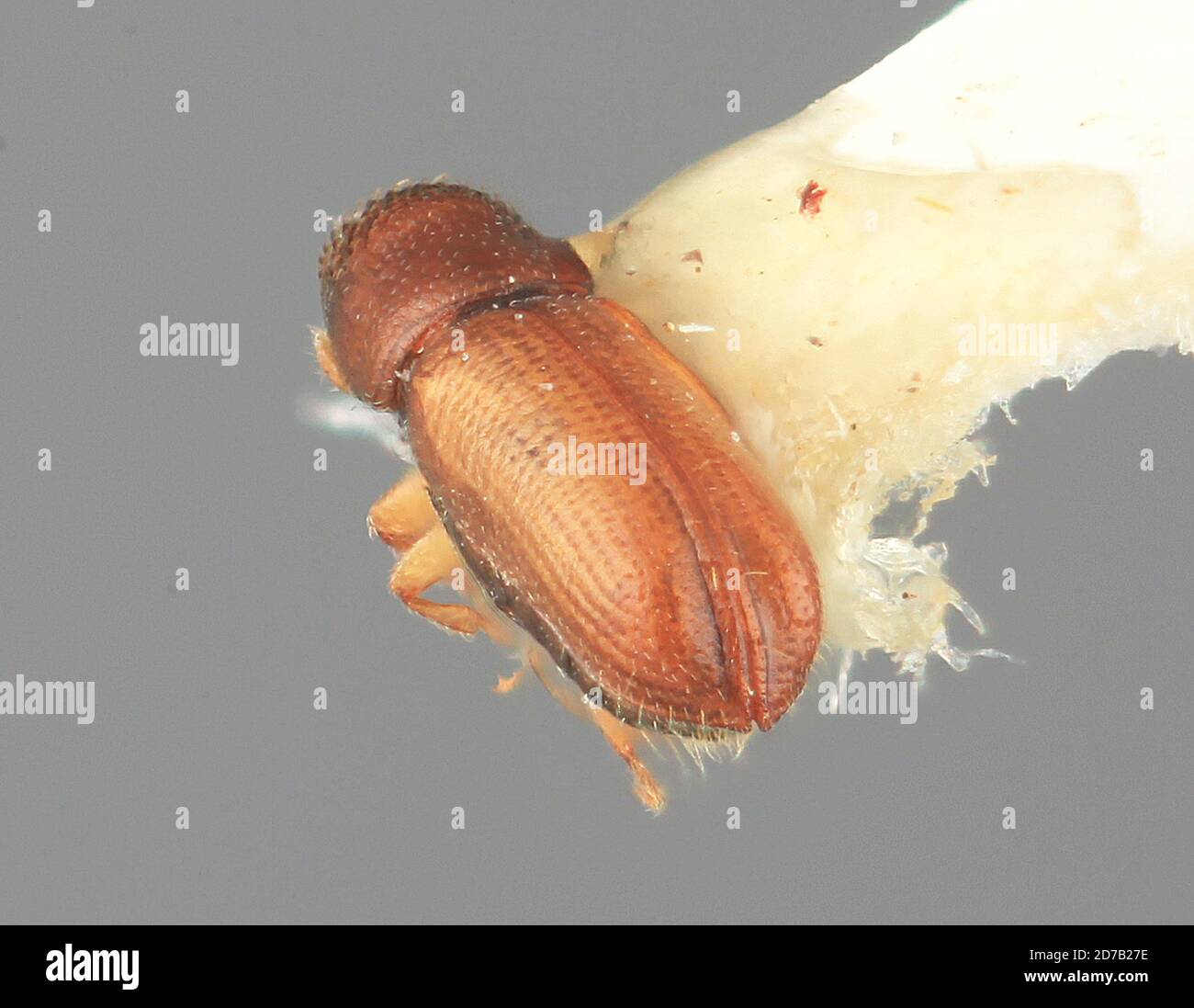 Pinned, Volcan Pacaya 4000 ft VI-1-1964 S.L.W., Escuintla, Guatemala ...