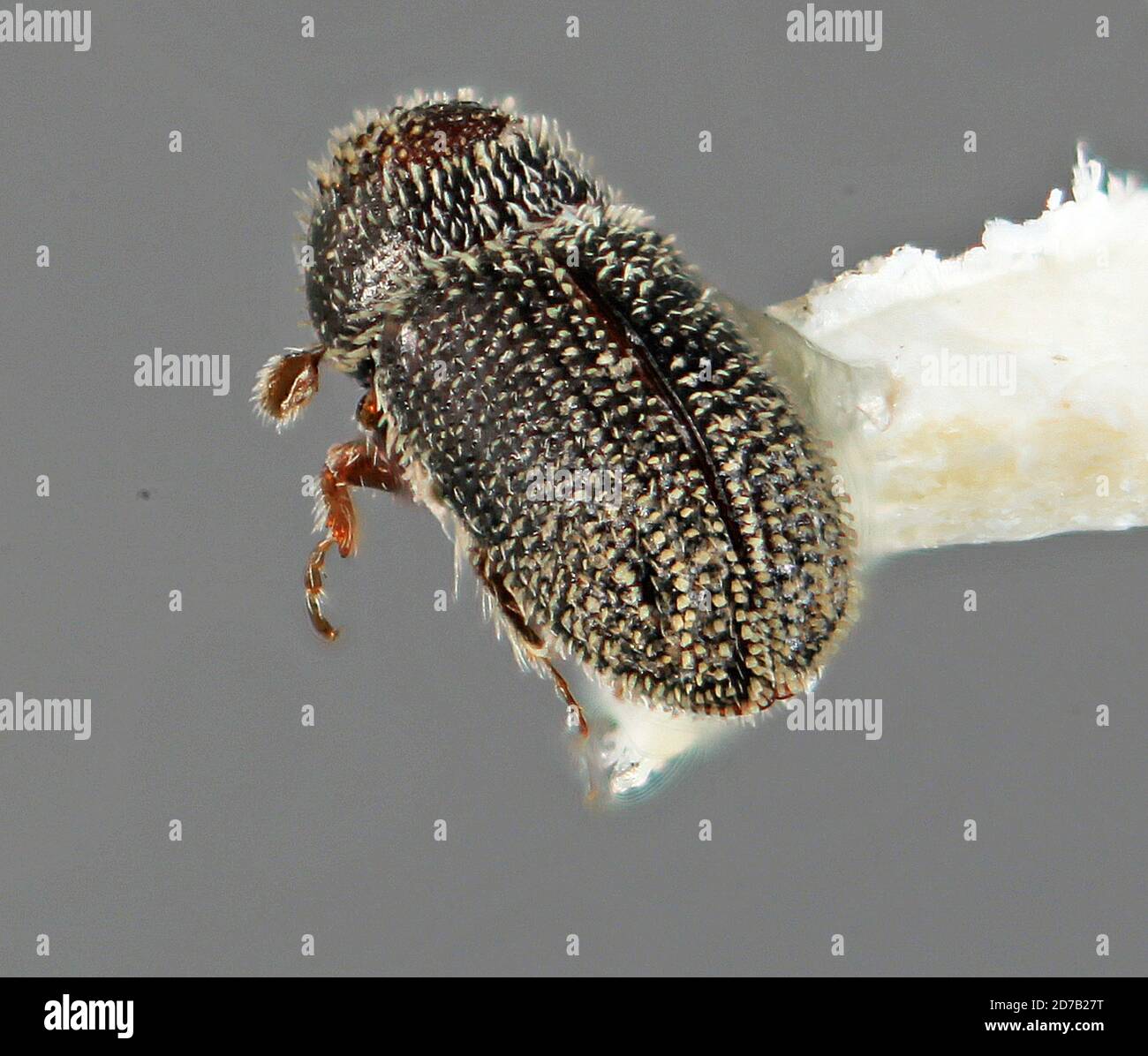 Pinned, 17 miles east of Pachuca, Hidalgo, Mexico, Pseudothysanoes ...