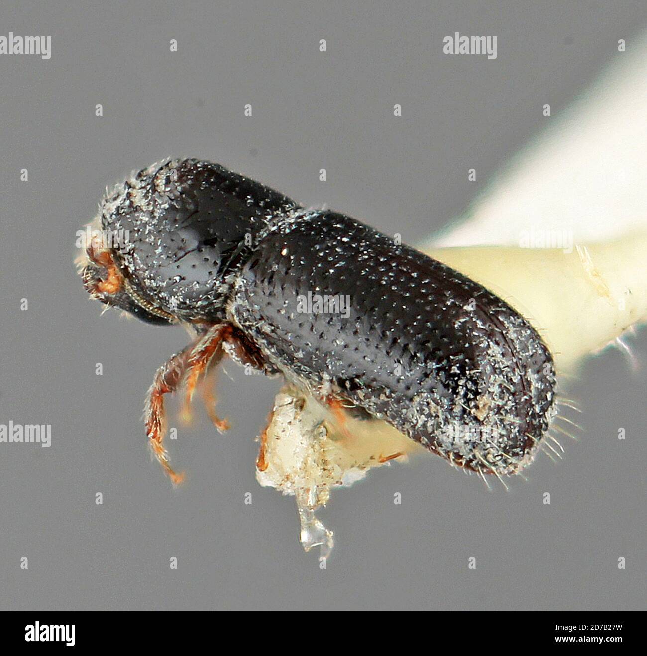 Pinned, Pachuca 10mi E. VI-10-1967 el. 8000ft. SLWood, Hidalgo, Mexico ...