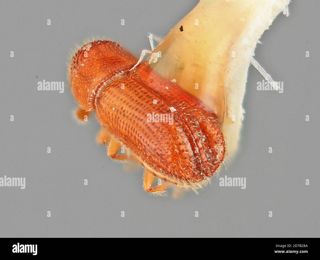 Pinned, Yuscaran, Paraiso 2400ft. IV-23-1964 S.L.W., Paraiso, Honduras ...