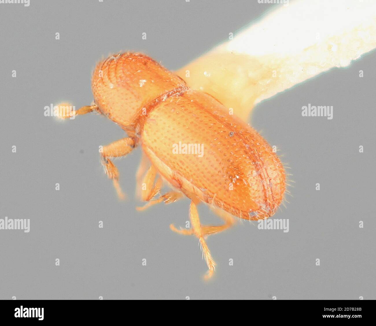 Pinned, Santa Ana, S.J. 4000ft VIII-30-1963 S.L.W., San Jose, Costa ...