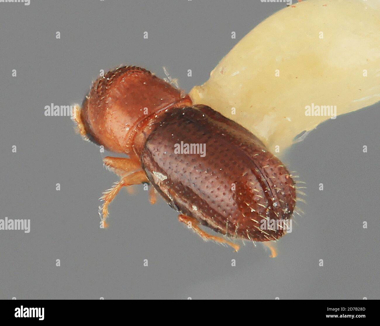 Pinned, Veracruz V.C.VI-30-53 50ft, Veracruz, Mexico, Pityophthorus ...