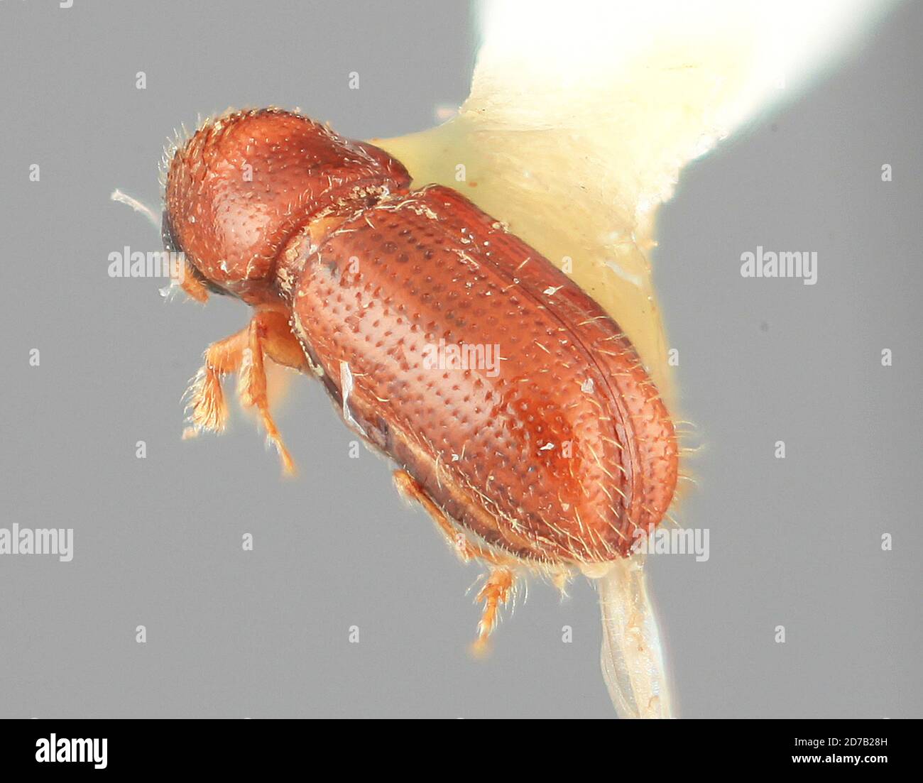 Molestus hi-res stock photography and images - Alamy