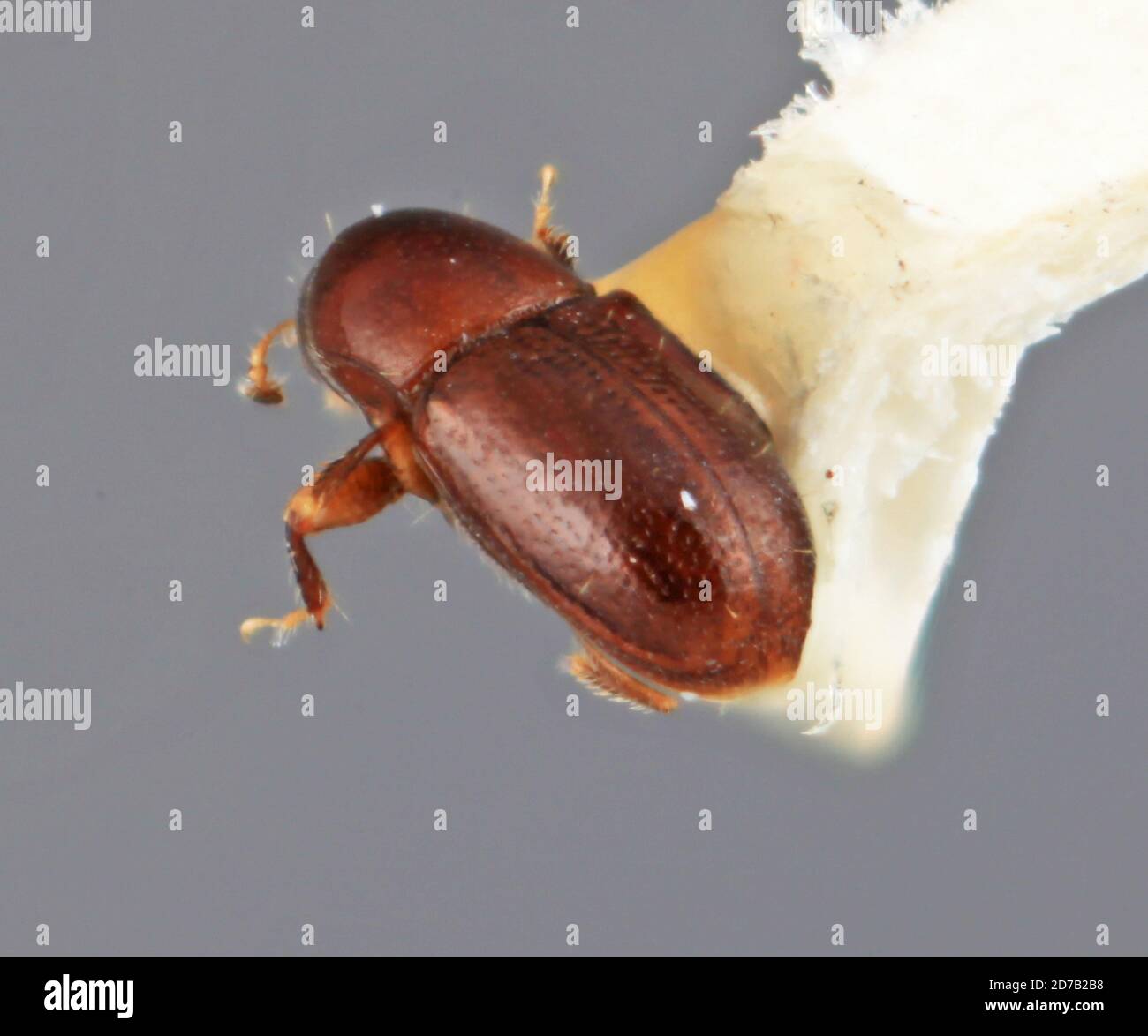 1969 animalia hi-res stock photography and images - Alamy