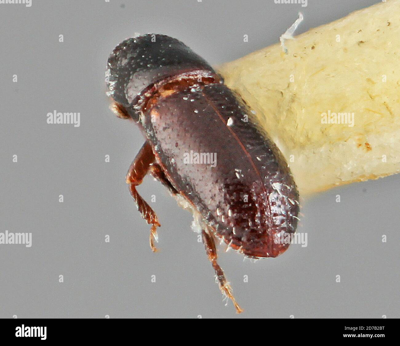 Pinned, Yaptown, Yap, Yap, Micronesia, Federated States of, Eidophelus ...