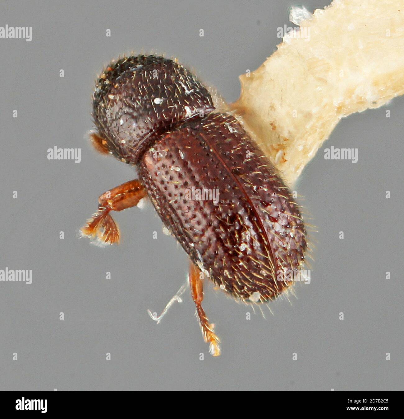 Koror i palau islands hi-res stock photography and images - Alamy