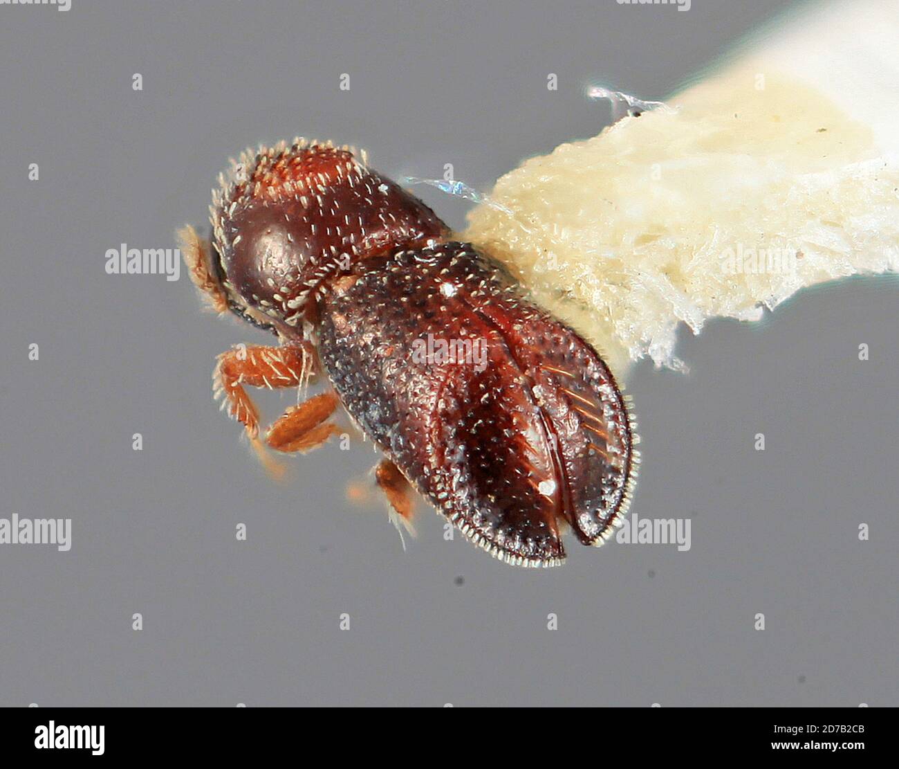 Pseudothysanoes mancus wood hi-res stock photography and images - Alamy