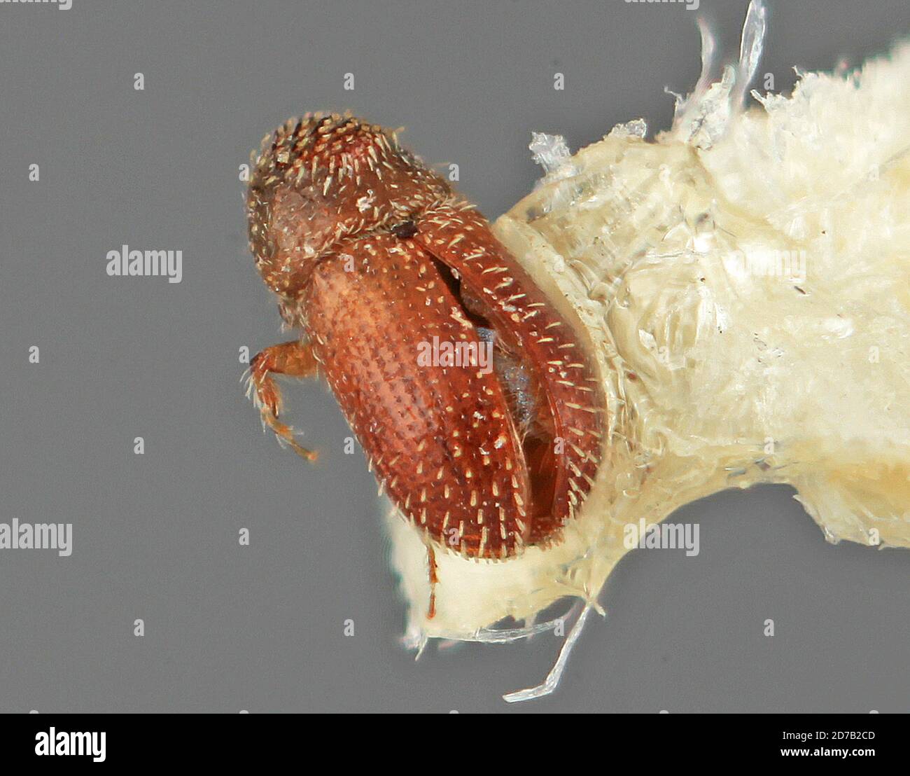 Pinned, Cerro Chipinque Monterrey, Nuevo Leon, Mexico, Pseudothysanoes ...