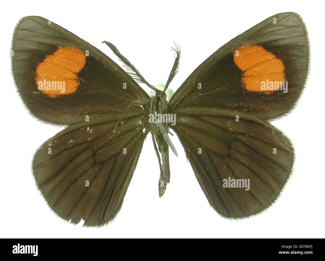 Nelo versicolor thierry mieg hi-res stock photography and images - Alamy