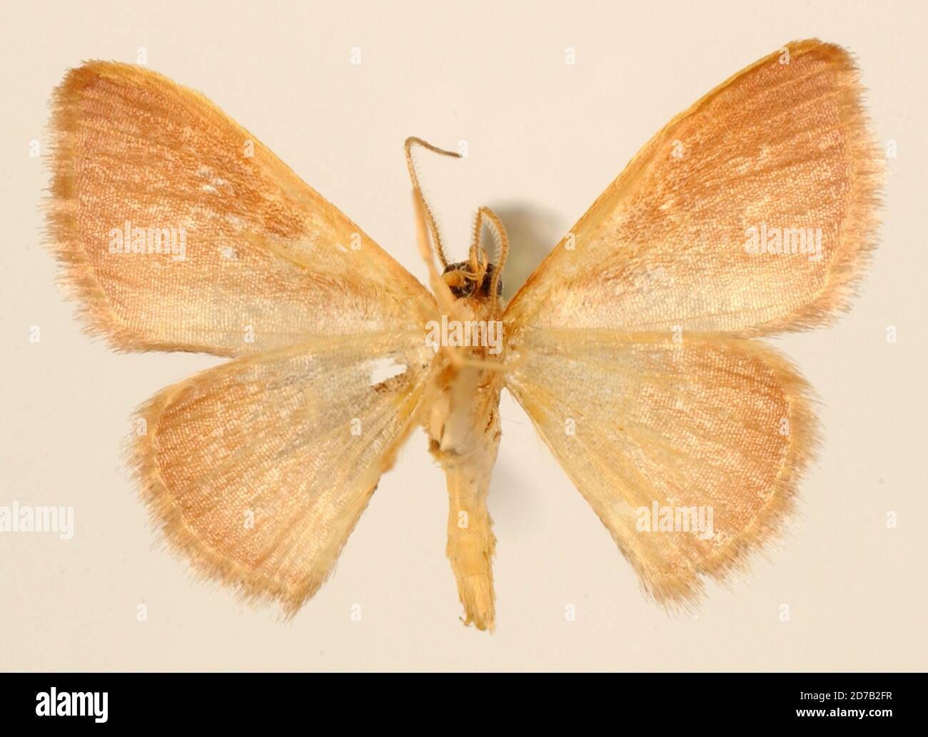 Pinned, Santiago, Santiago de Cuba, Cuba, Calyptocome variabilis Dyar ...