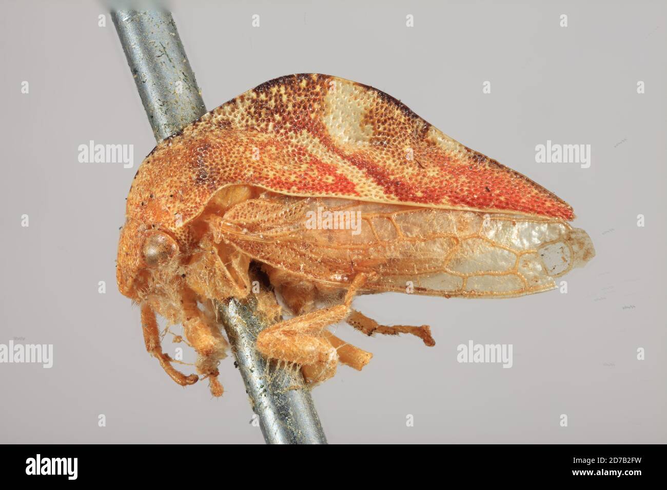 Homoptera High Resolution Stock Photography and Images - Alamy