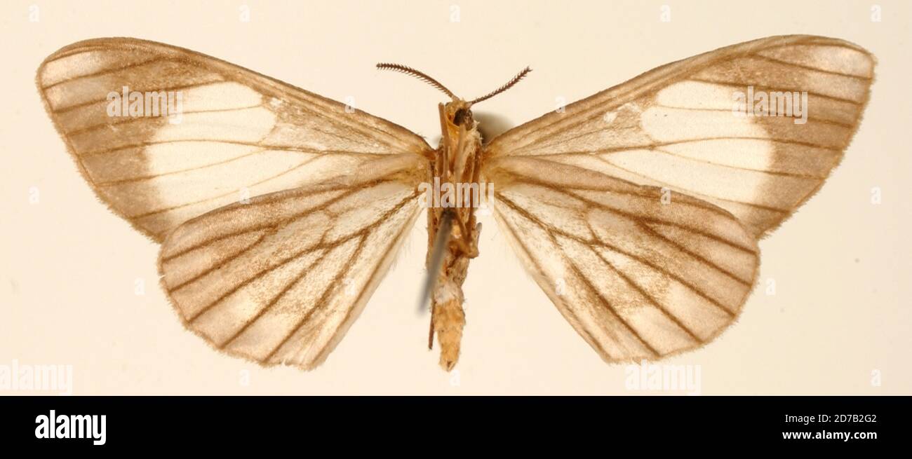 Pinned, Pebas, Amazonas, Peru, Peru, Nephodia veninotata Dognin, 1908 ...