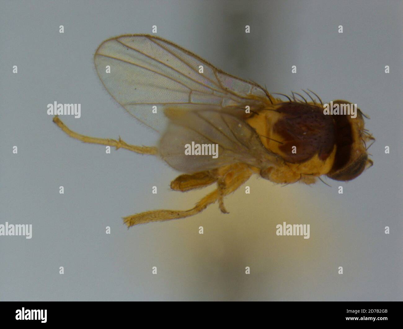 Saint Vincent, Saint Vincent and the Grenadines, Agromyza commelinae ...