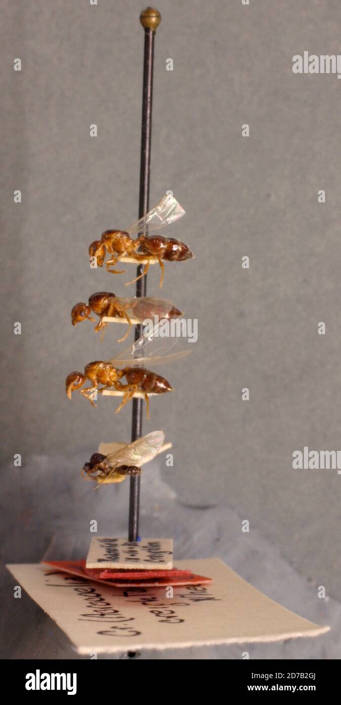 Creightoni wheeler hi-res stock photography and images - Alamy