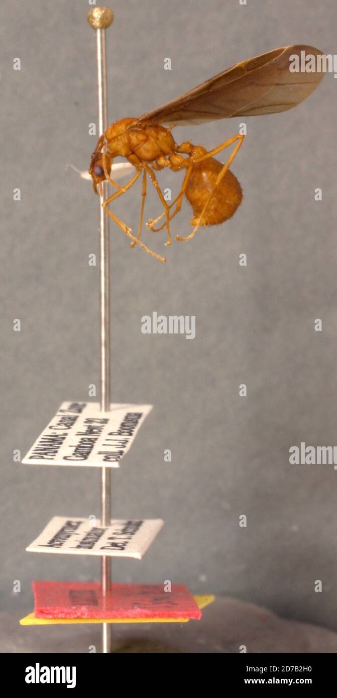 Acromyrmex insinuator schultz et al hi-res stock photography and images ...