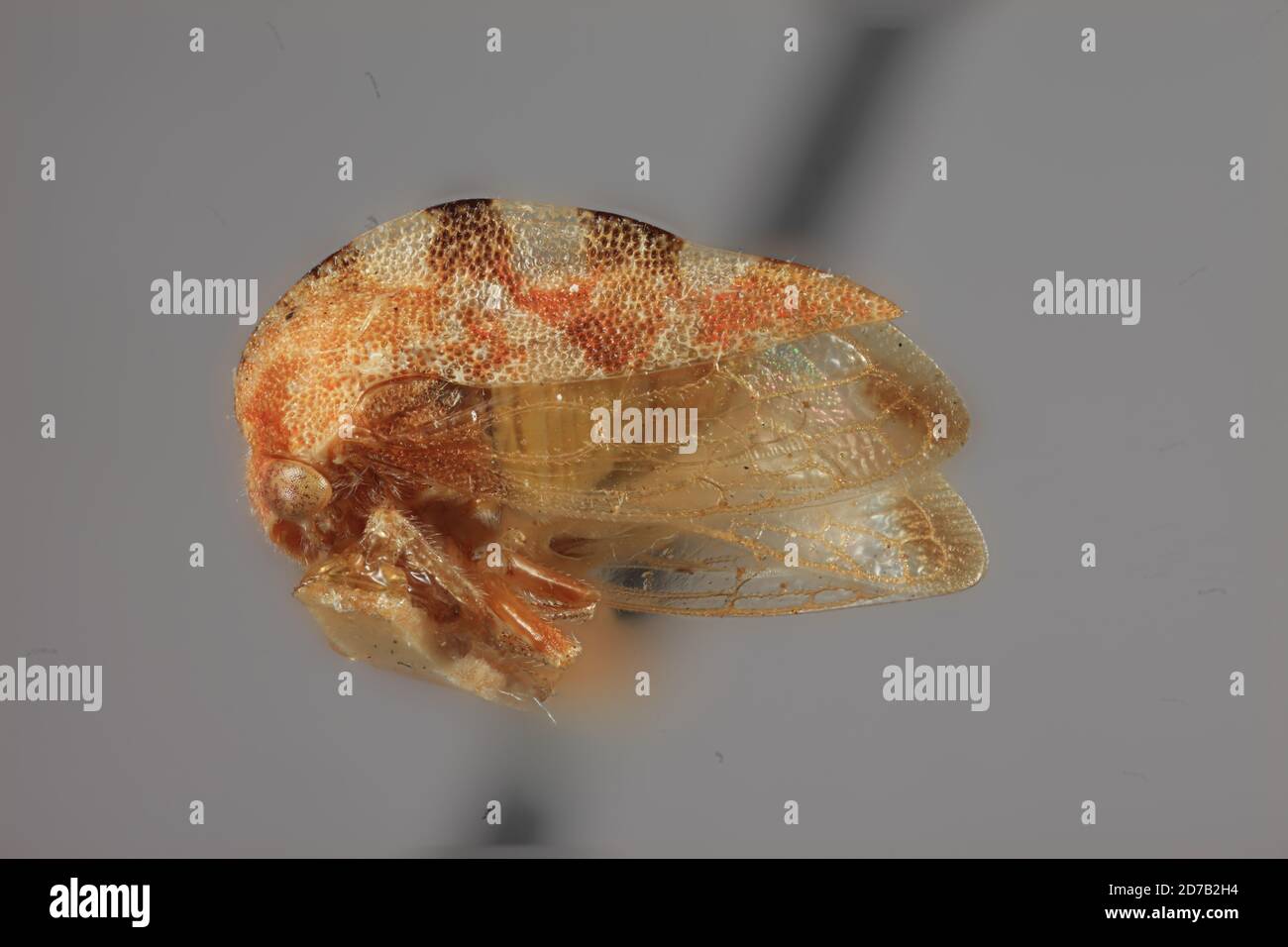 Cyrtolobus hi-res stock photography and images - Alamy