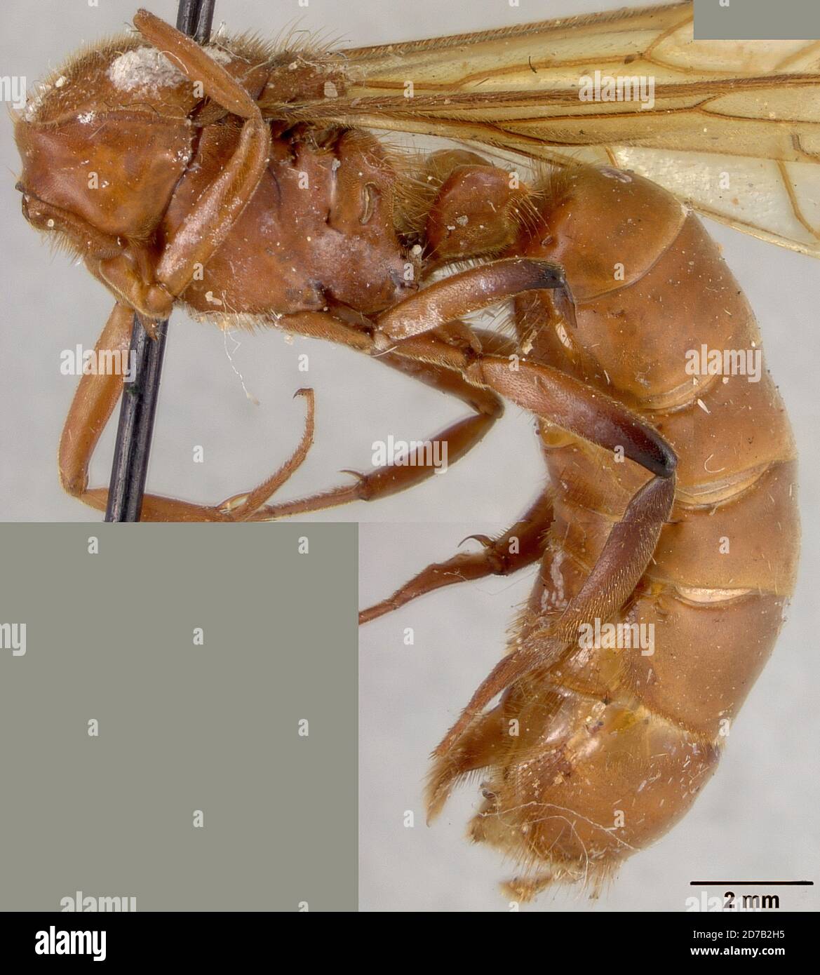 Labidus hi-res stock photography and images - Alamy