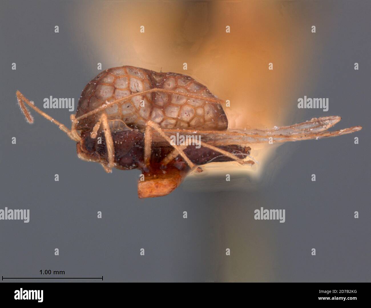 Puerto Princesa, Palawan, Philippines, Alloiothucha necopinata Drake ...