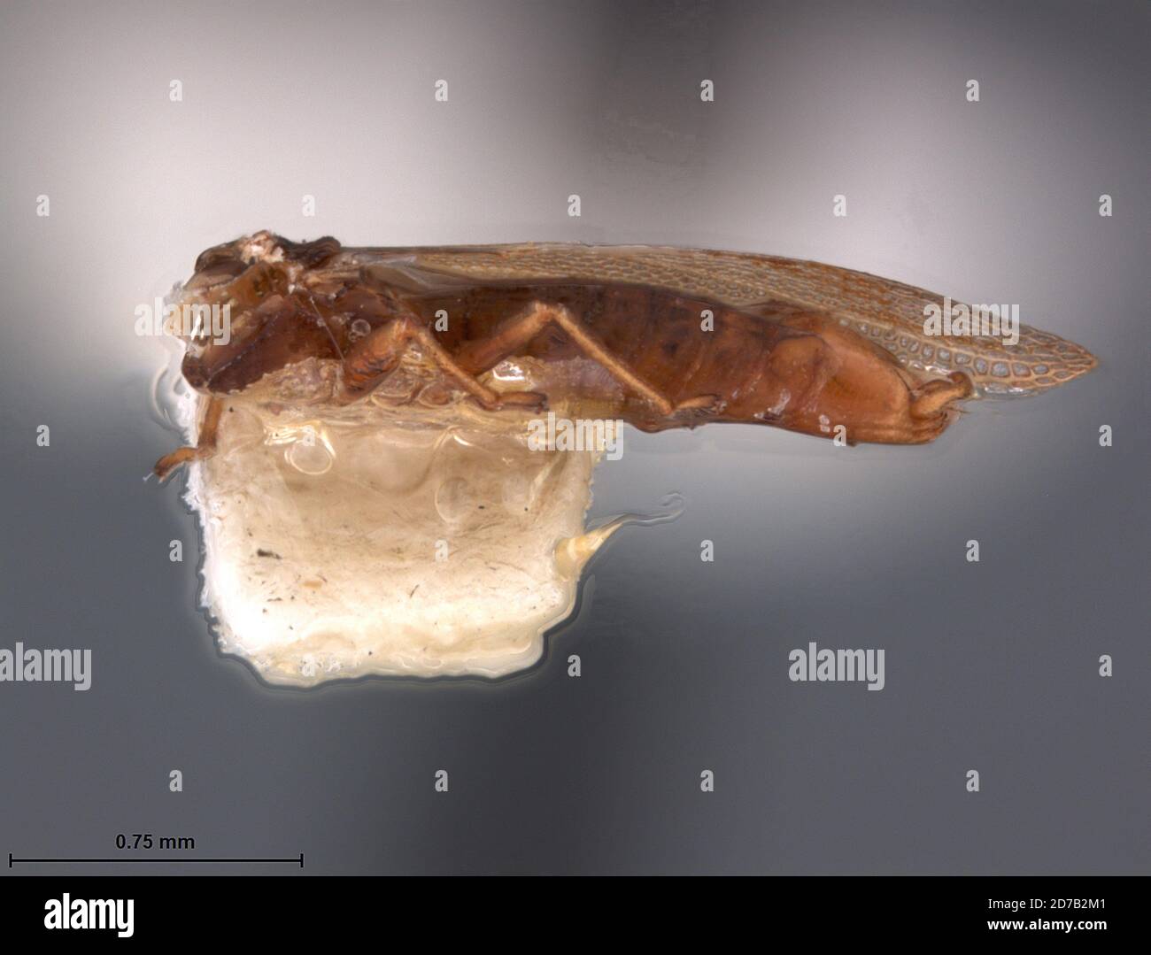 Rustenburg, Transvaal, South Africa, Baichila capeneri Drake & Slater ...