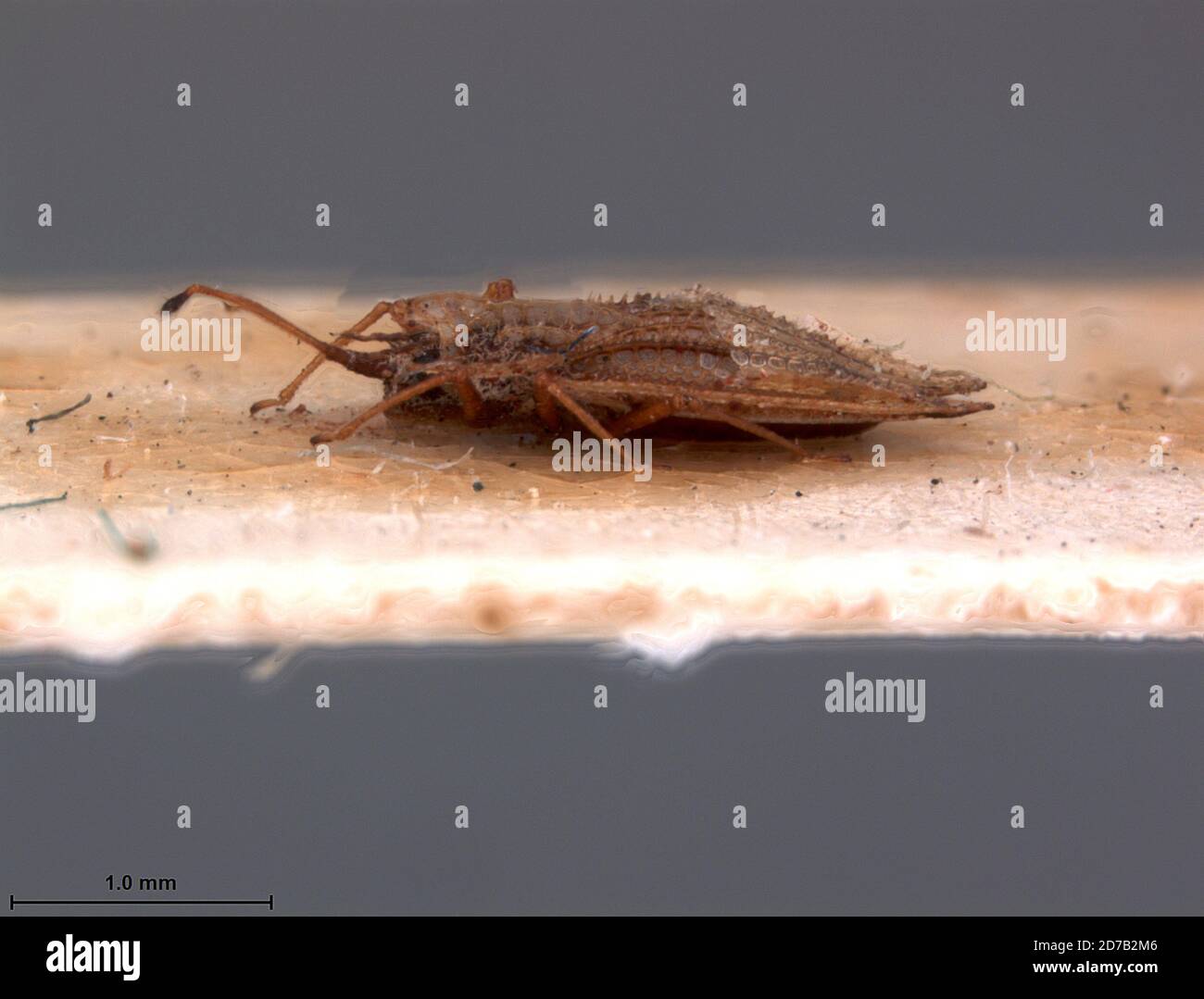 Loreto, Peru, Baeotingis ogloblini Drake & Poor, 1939, Animalia ...