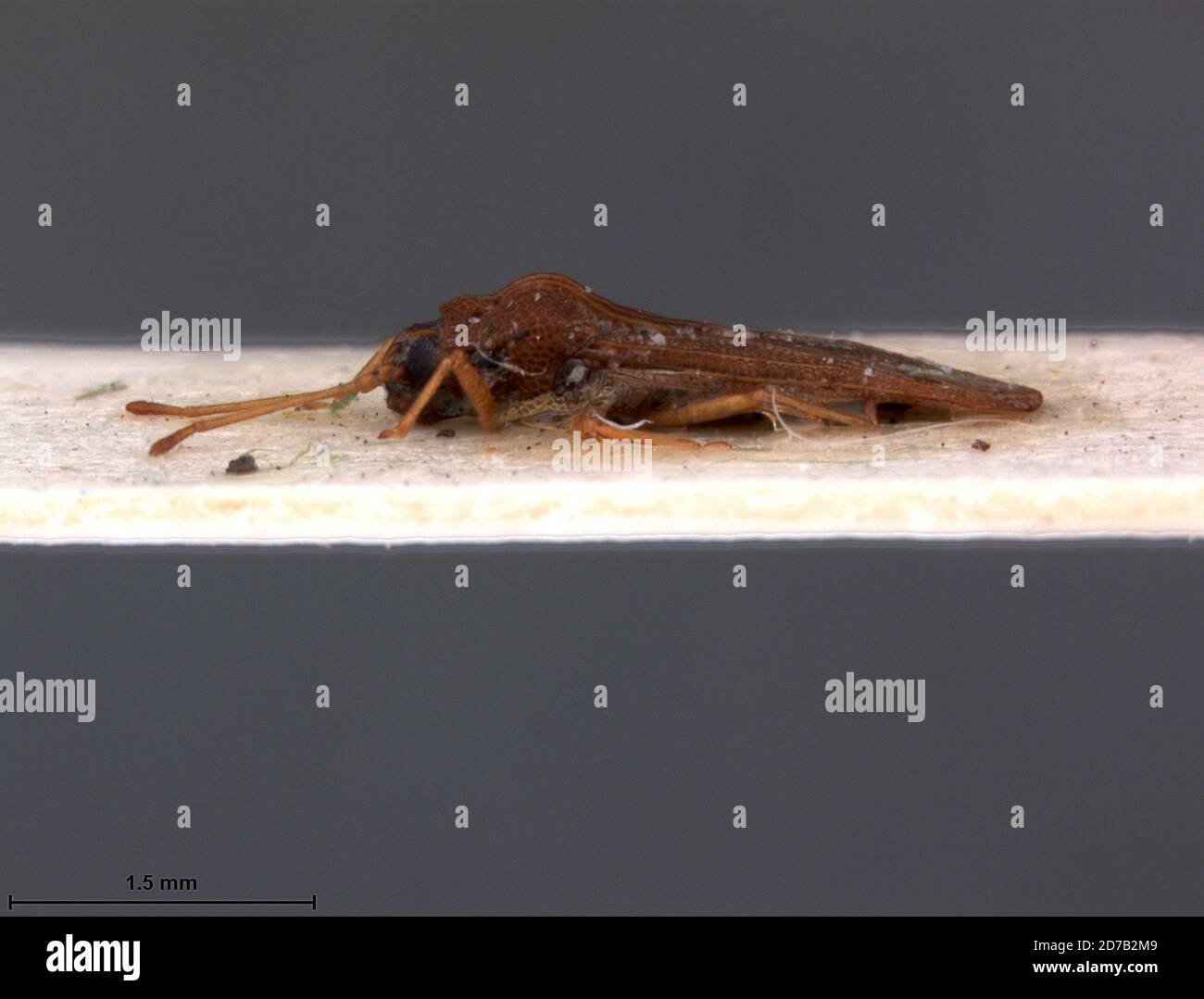 Dehradun, Uttar Pradesh, India, Baeochila dehrana Drake & Maa, 1954 ...