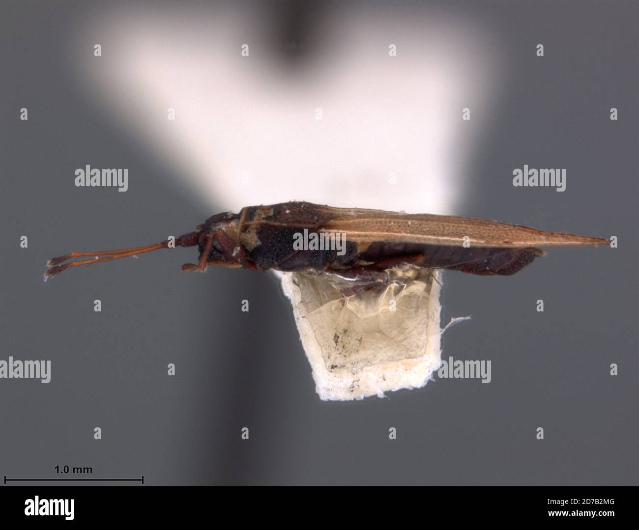 Rustenburg, Transvaal, South Africa, Baichila vulsa Drake & Slater ...