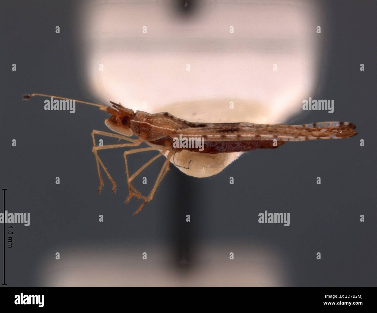 Campylotingis clara Drake & Hambleton, 1942, Animalia, Arthropoda ...