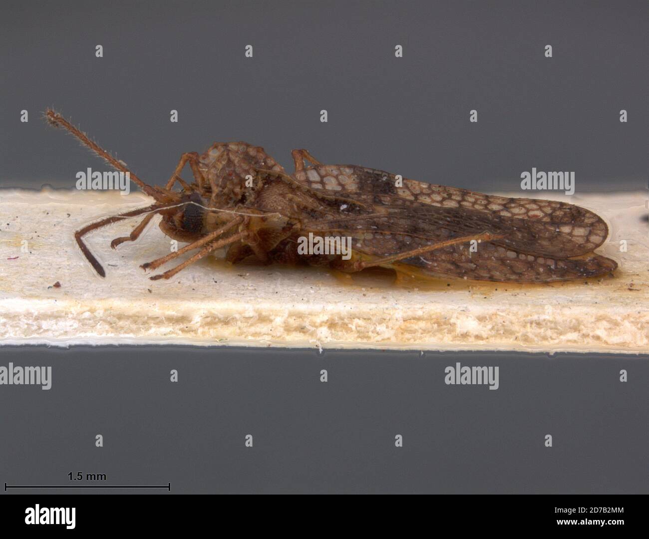 1957 animalia hi-res stock photography and images - Alamy