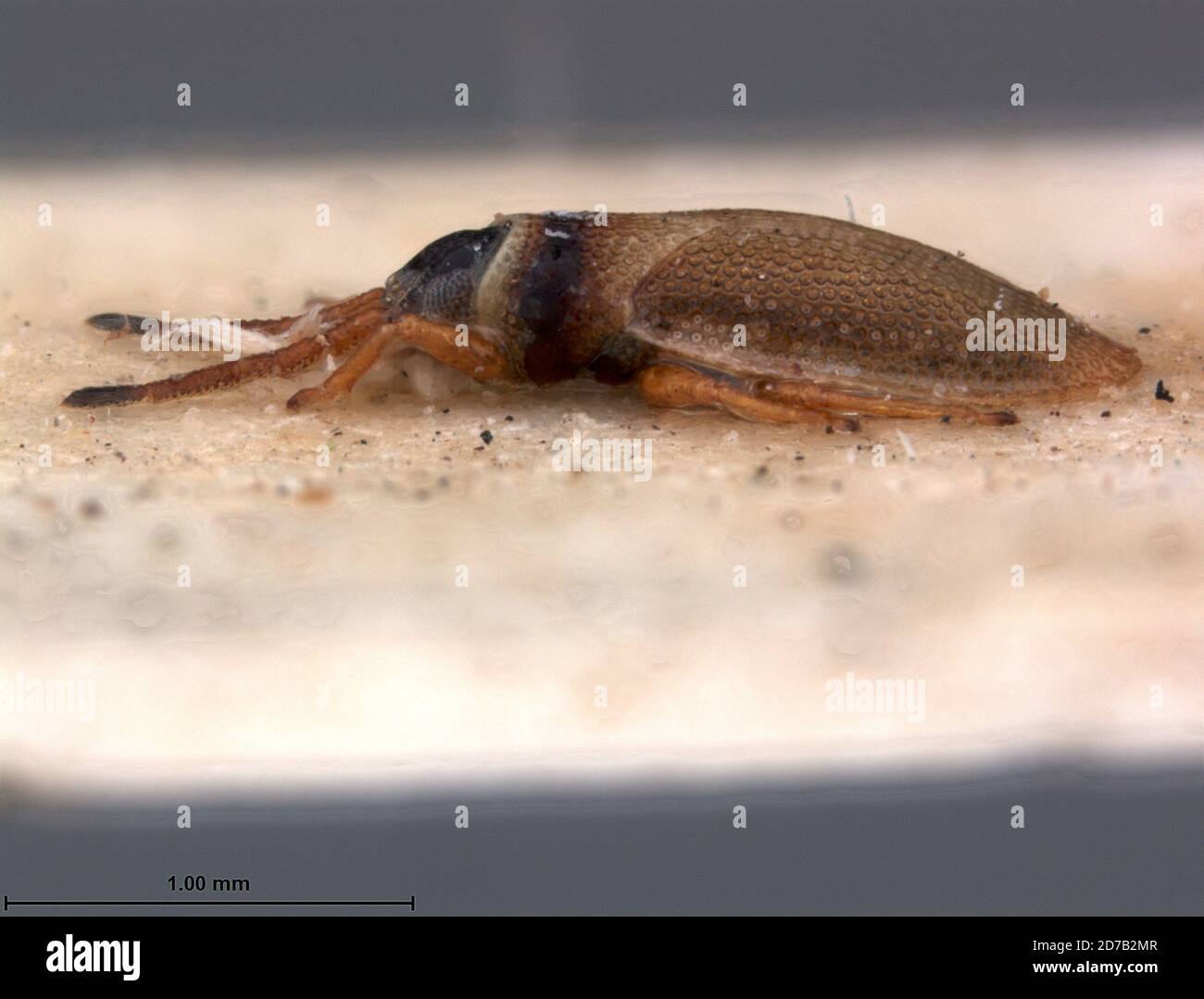 Tanjore, Tamil Nadu, India, Agramma scitula Drake & Maa, 1955, Animalia ...