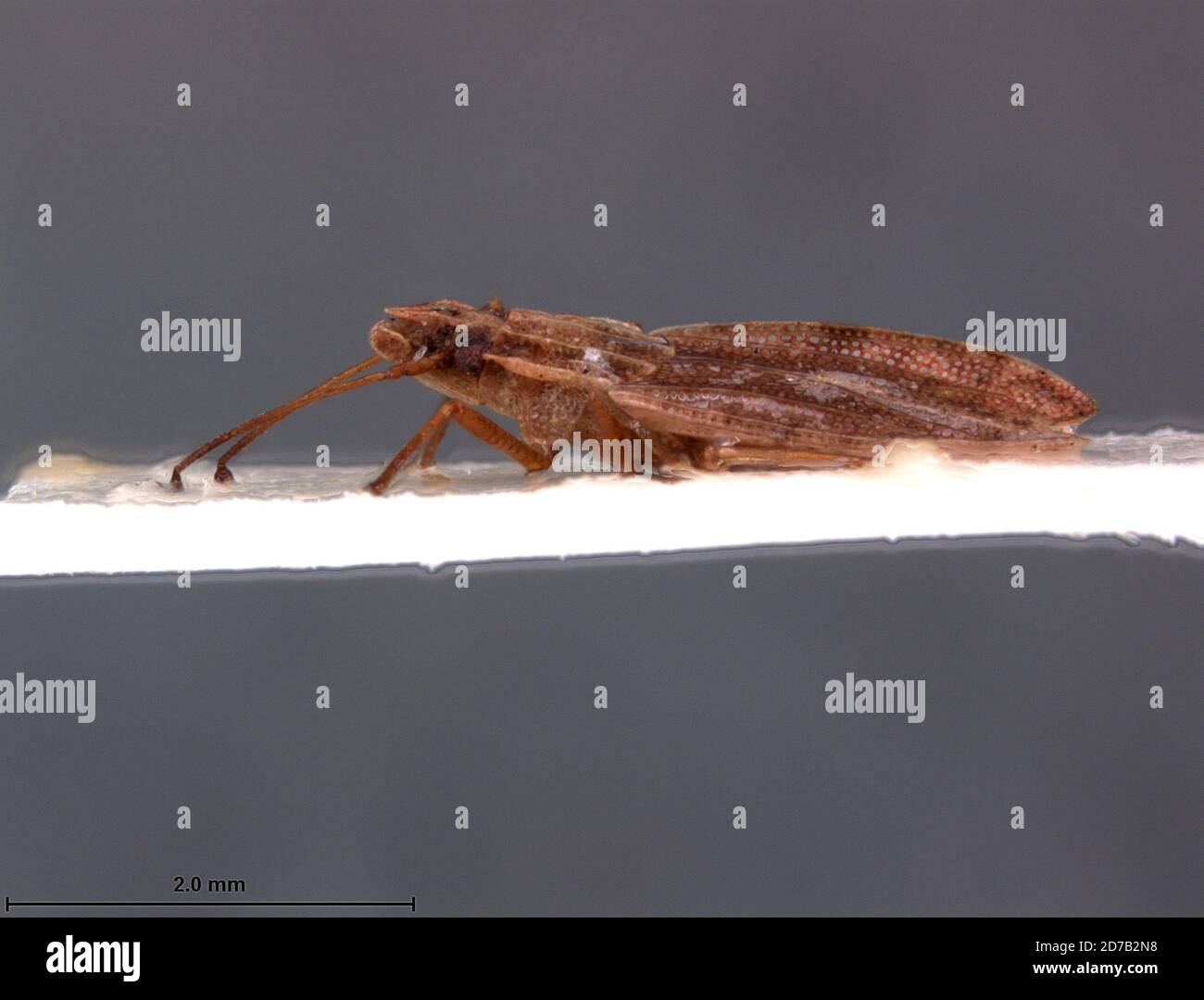 1936 animalia hi-res stock photography and images - Alamy