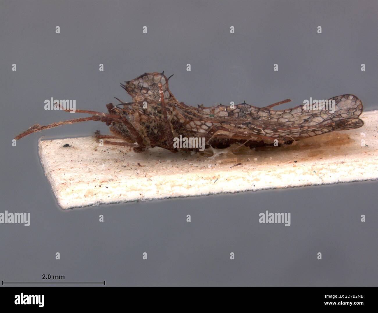 1956 animalia hi-res stock photography and images - Alamy