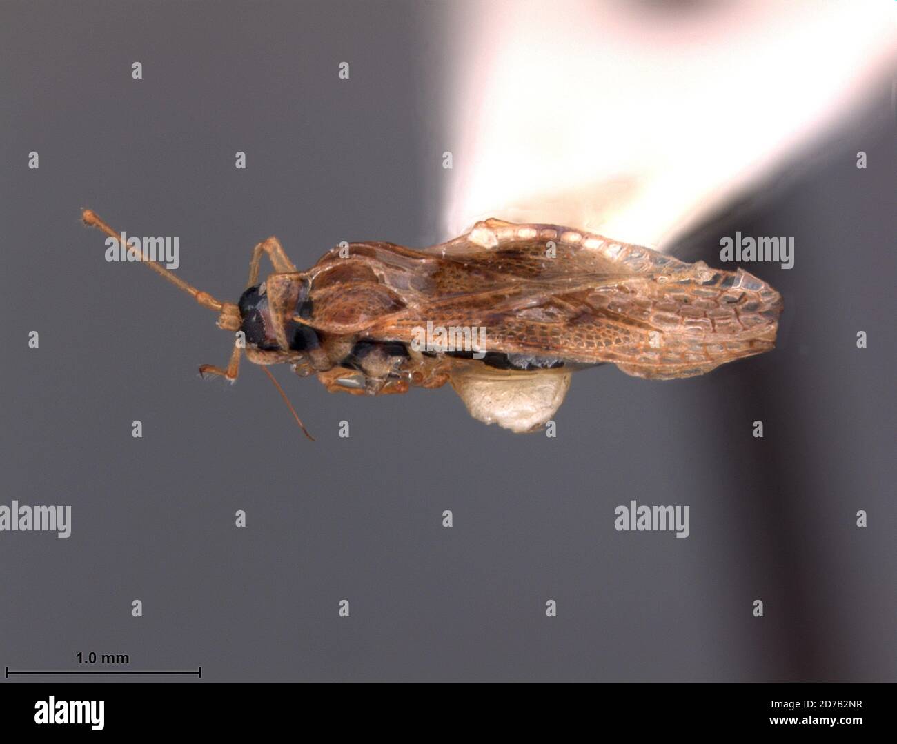 Uganda, Compseuta cordiae Drake, 1948, Animalia, Arthropoda, Insecta ...