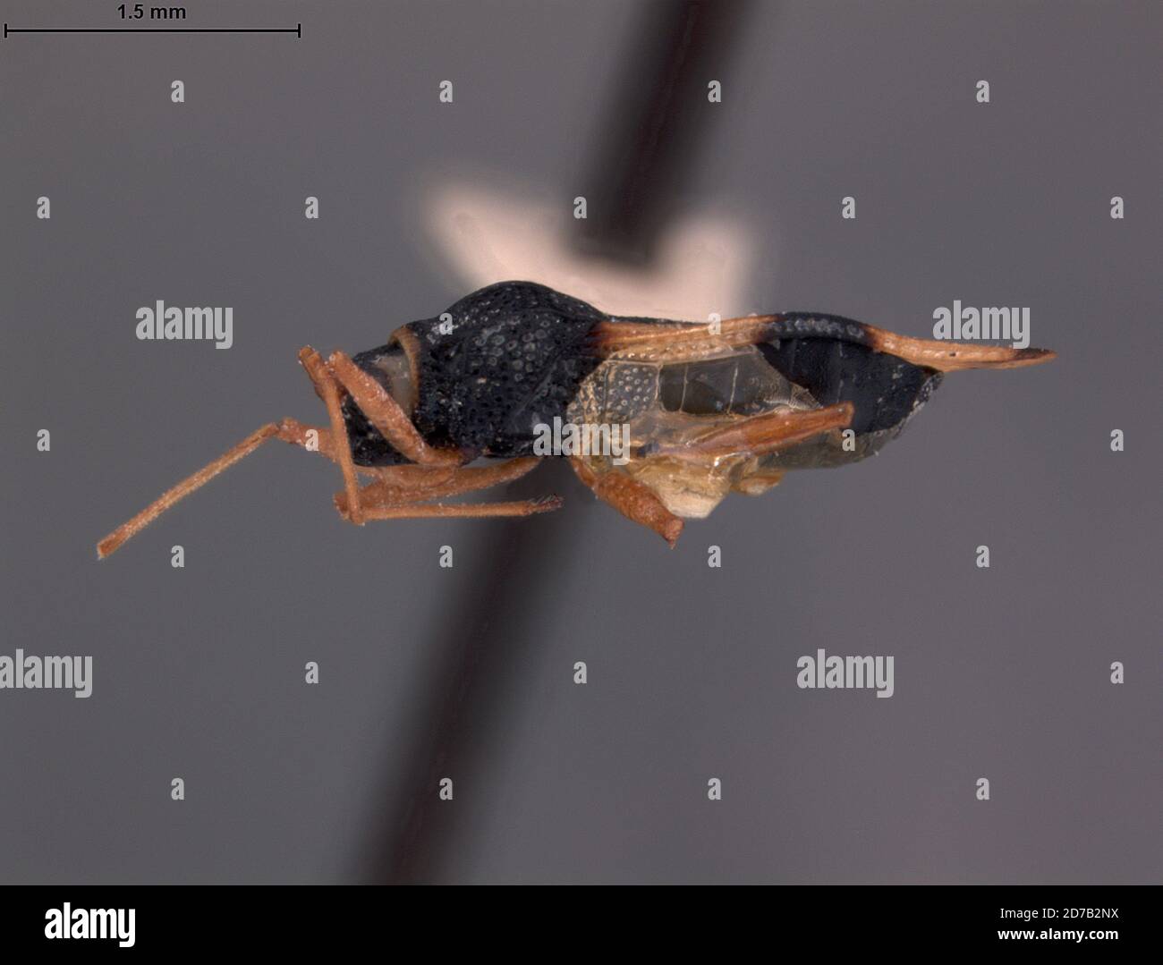 Cameroon, Compseuta bioculata Drake, 1948, Animalia, Arthropoda ...