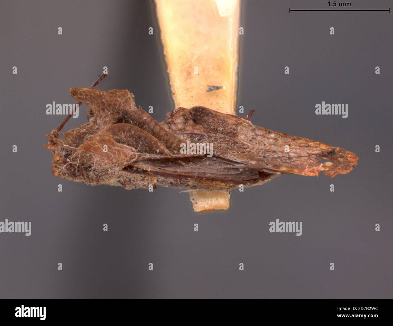 Sandakan, Borneo, Sabah, Malaysia, Conchotingis borneoana Drake & Ruhoff, 1961, Animalia ...