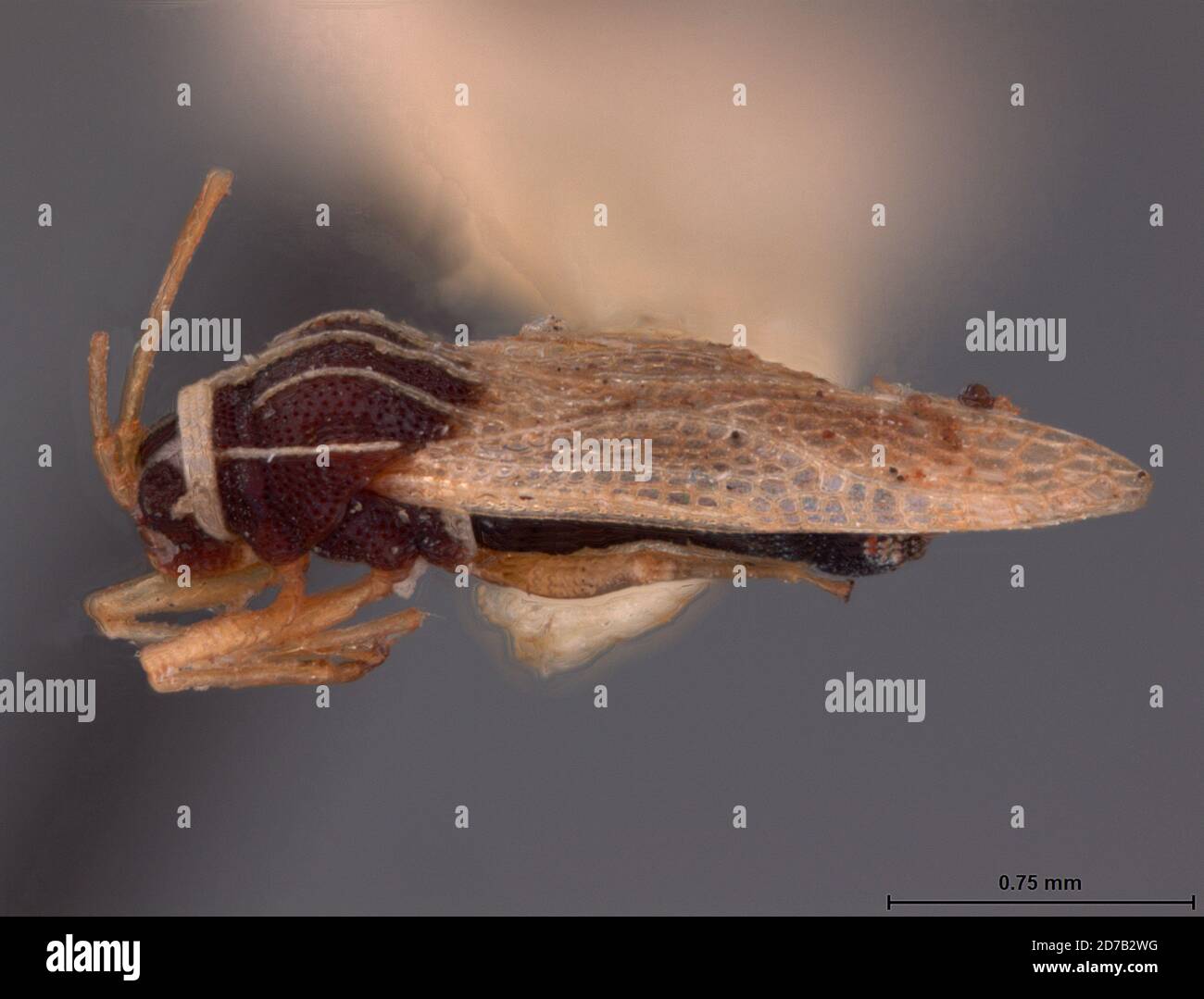 Zanzibar, Tanzania, Compseuta holana Drake, 1948, Animalia, Arthropoda ...