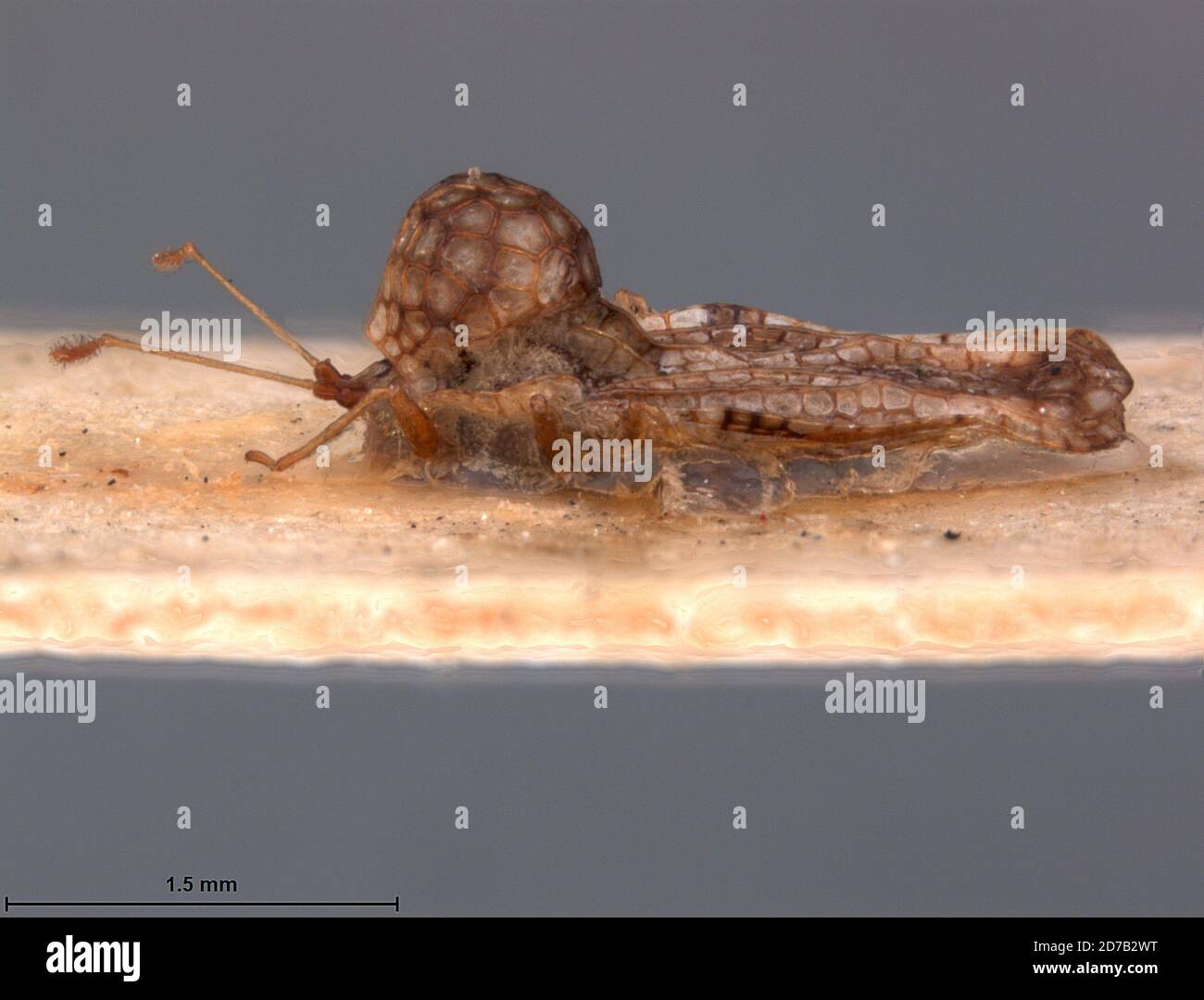 Inde Mere, Trichinopoly, Tamil Nadu, India, Corythauma ayyari varia ...