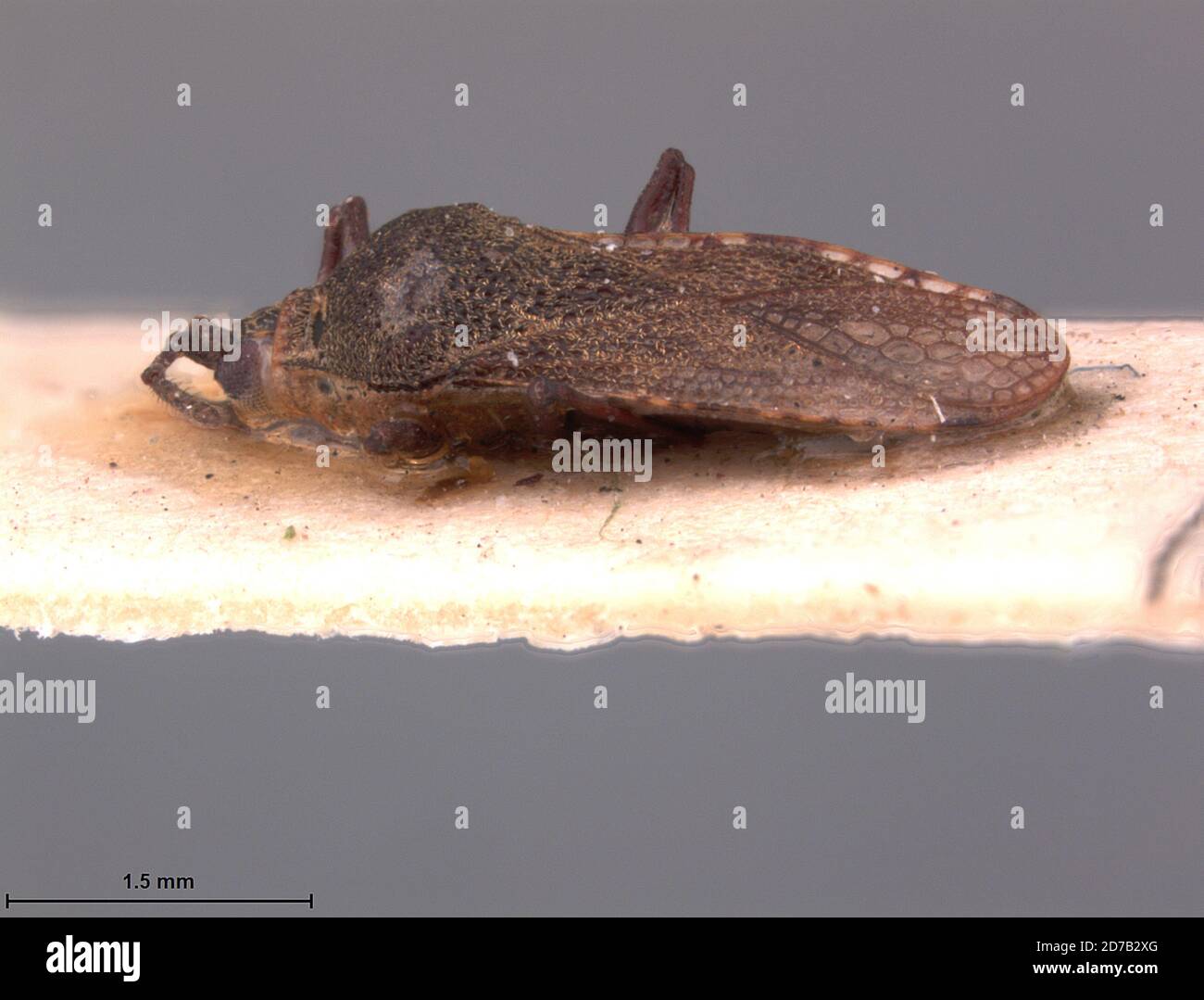 Binaluan, Palawan, Philippines, Cromerus palawanus Drake & Maa, 1955 ...