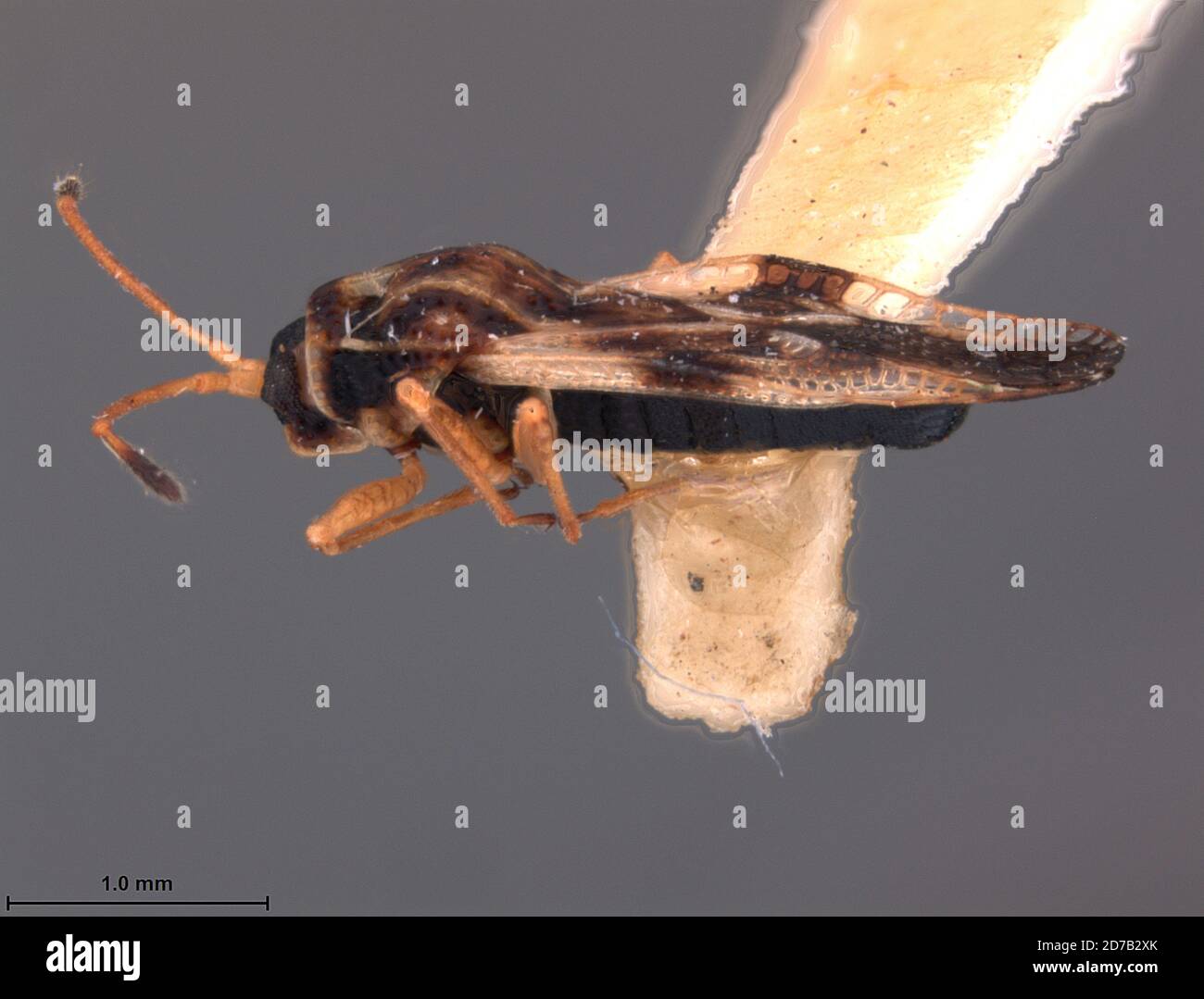 Compseuta tessellata Drake & Poor, 1936, Animalia, Arthropoda, Insecta ...